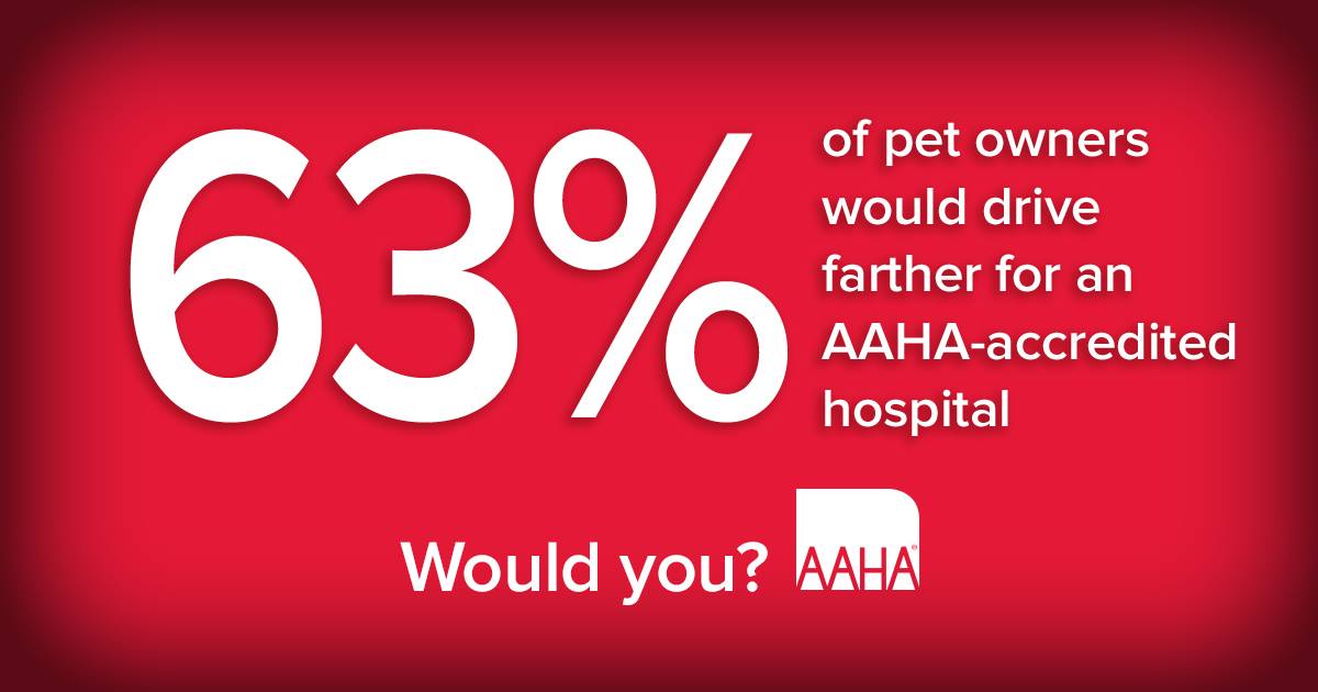 What is AAHA Accreditation and Why Should You Care About It? in Murphy ...